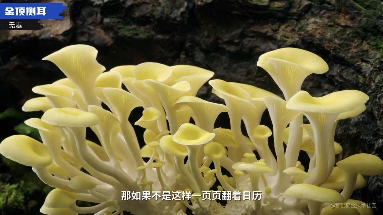 Vue DevUI v1.4 版本发布：从体验、效率、质量三个方面做了全方位的优化🎉 - 掘金