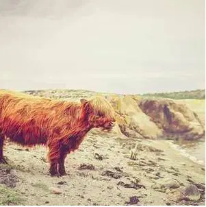 前端-随机图库 Lorem Picsum - 掘金